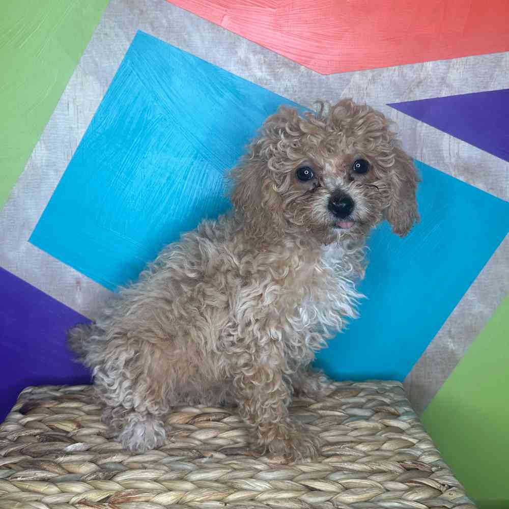 Petland Rogers at Pinnacle Hills | Premium Pet Store