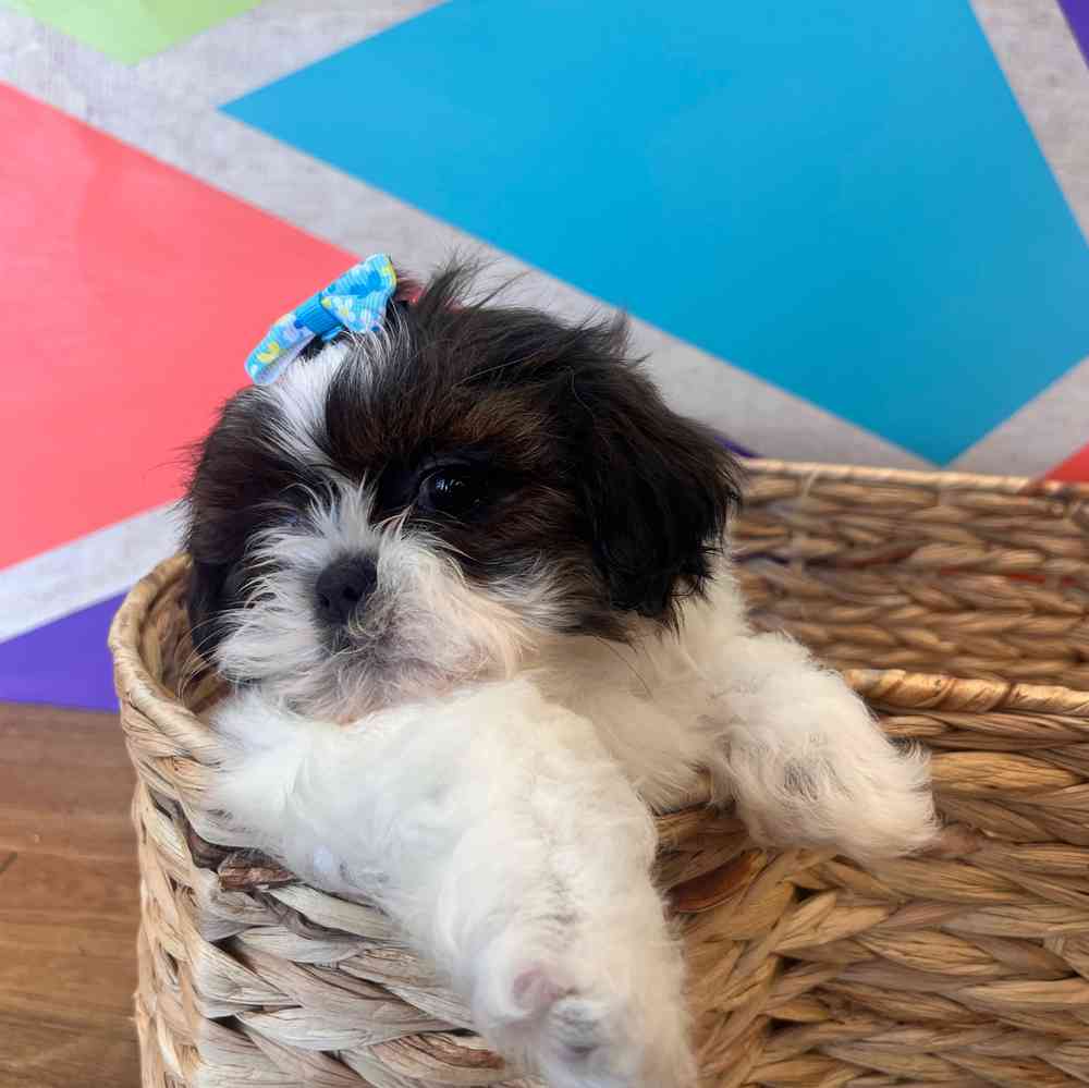 Information on Shih Tzu-Coton Puppies for Sale in Rogers, Arkansas
