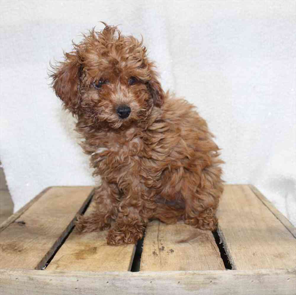 Female Cavapoo Puppies for Sale in Rogers, Arkansas.