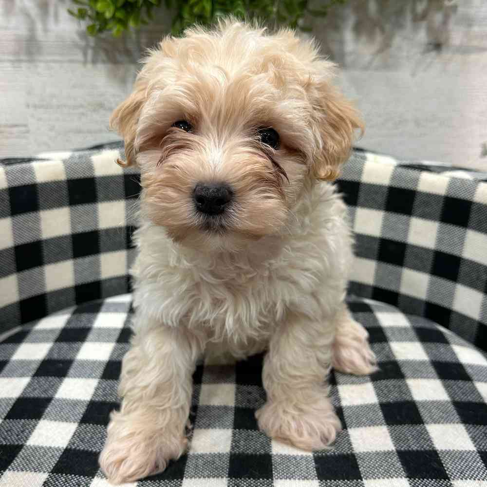 Male Morkie Puppies for Sale in Rogers, Arkansas.