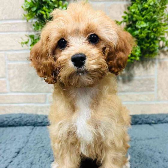 Female Cavapoo Puppies for Sale in Rogers, Arkansas.