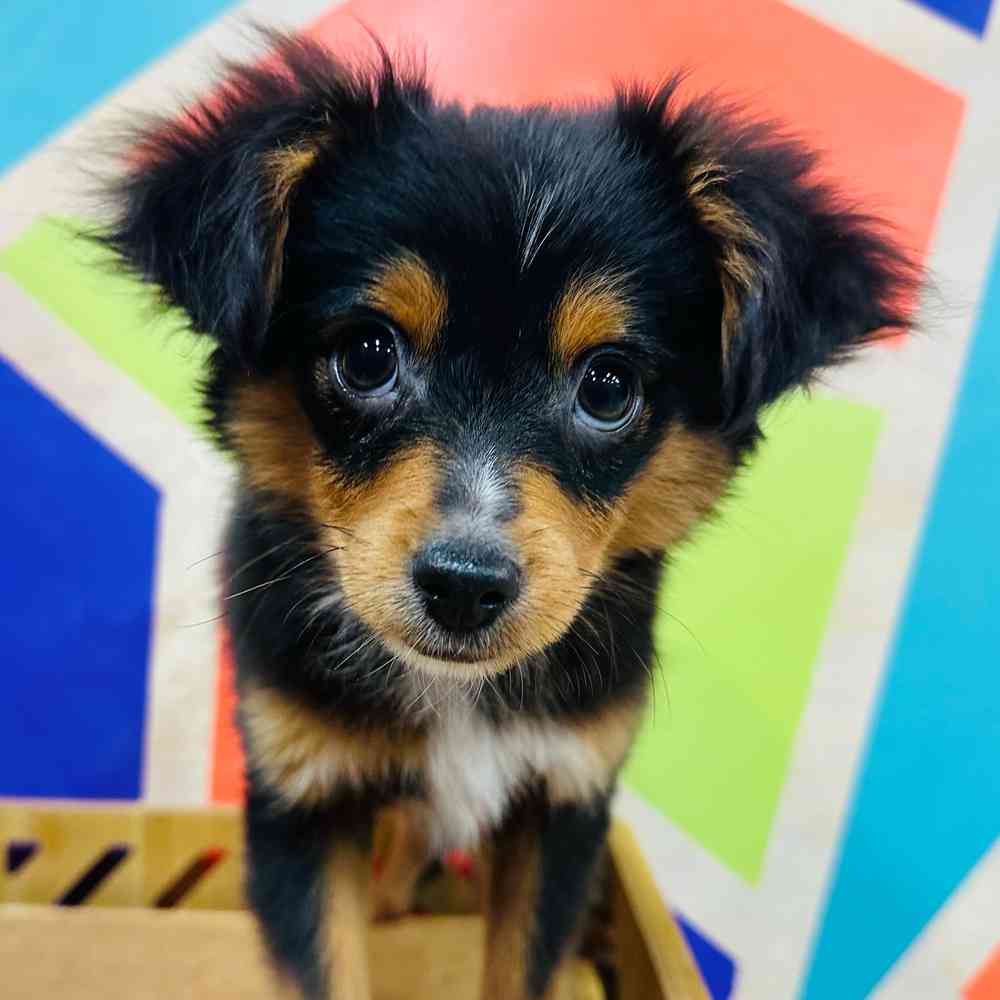 Petland Rogers at Pinnacle Hills | Premium Pet Store