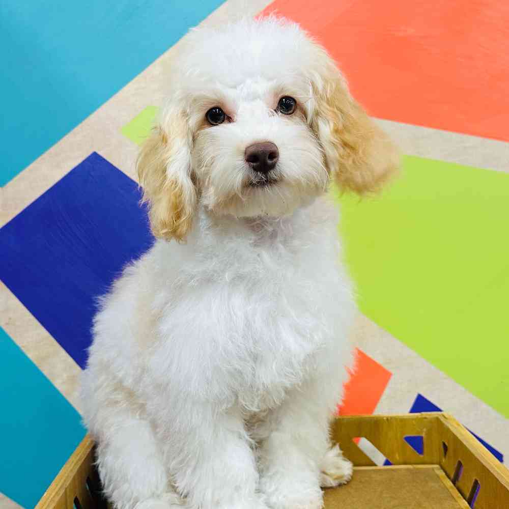 Petland Rogers at Pinnacle Hills | Premium Pet Store