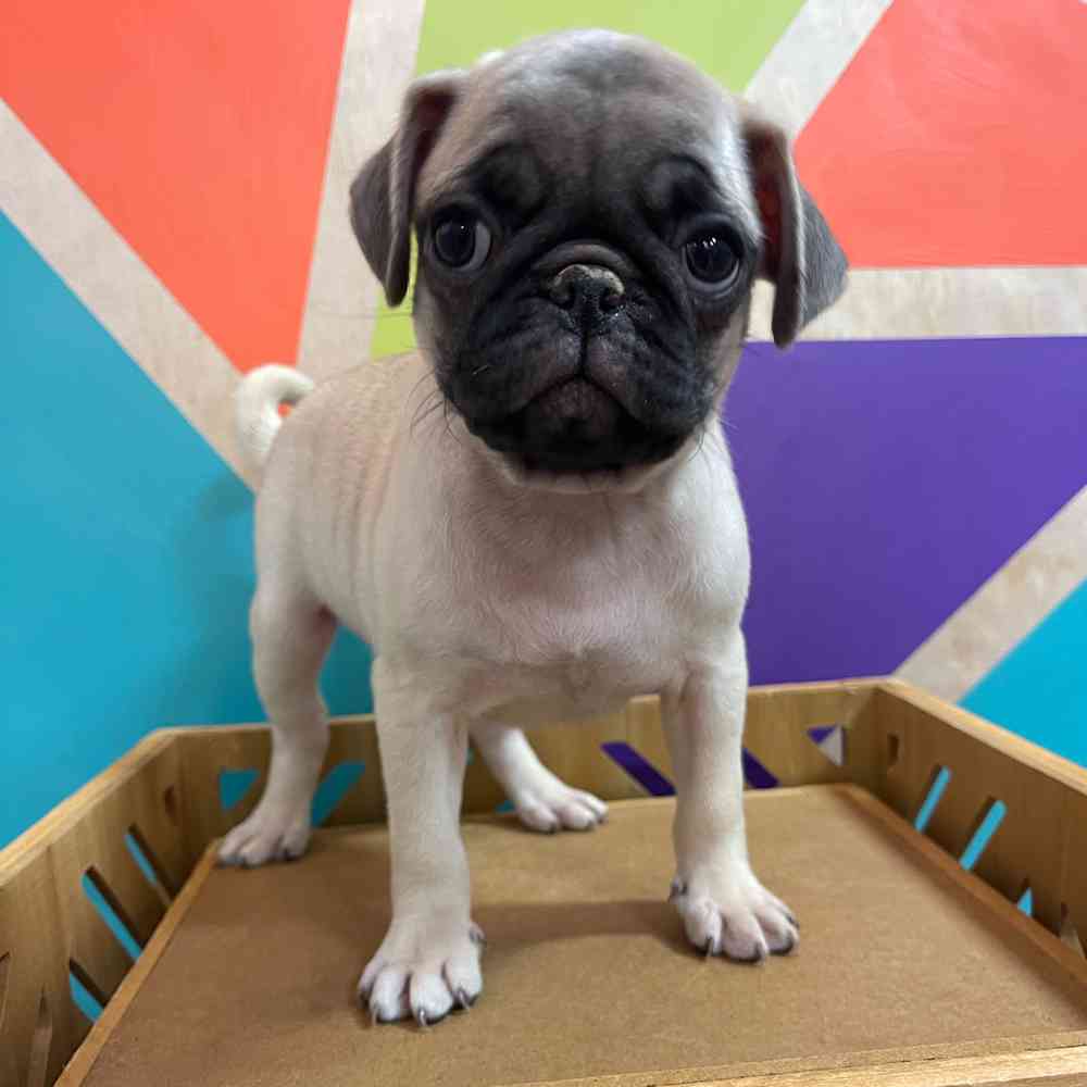 Petland Rogers at Pinnacle Hills | Premium Pet Store