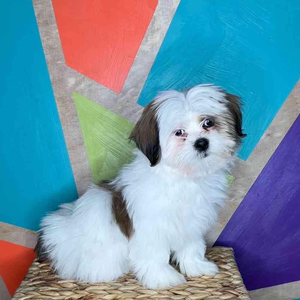 Petland Rogers at Pinnacle Hills | Premium Pet Store