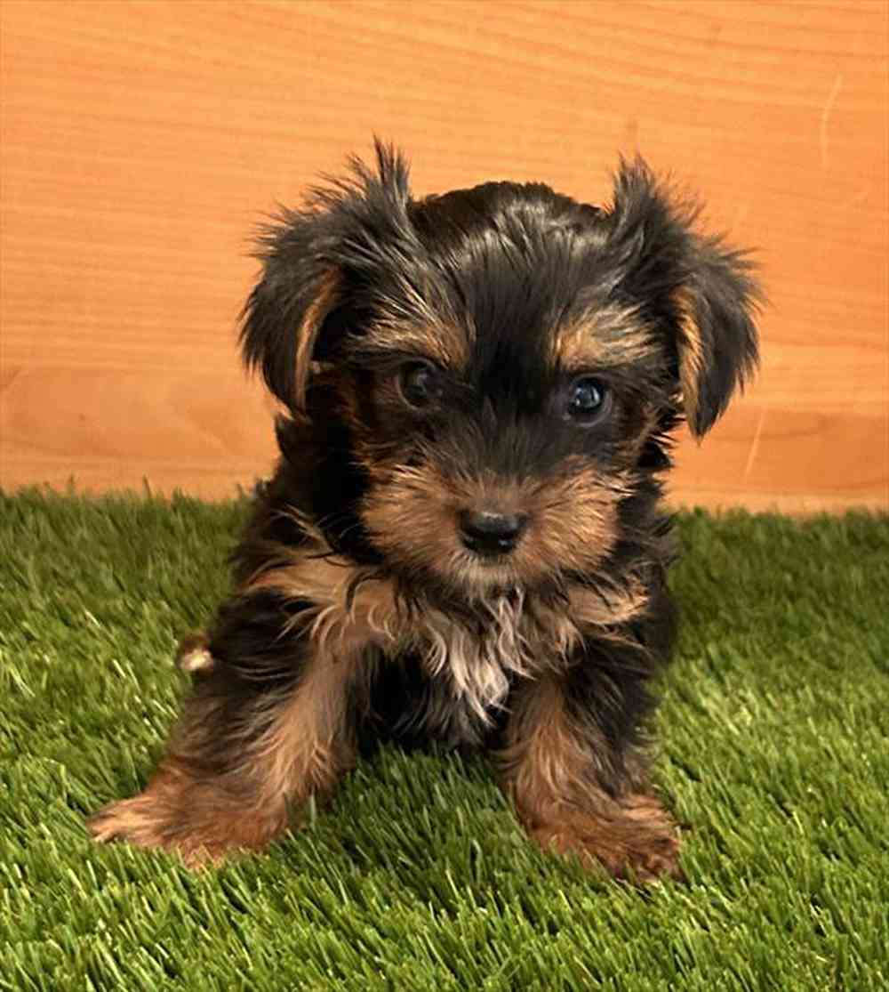 Petland Rogers at Pinnacle Hills | Premium Pet Store