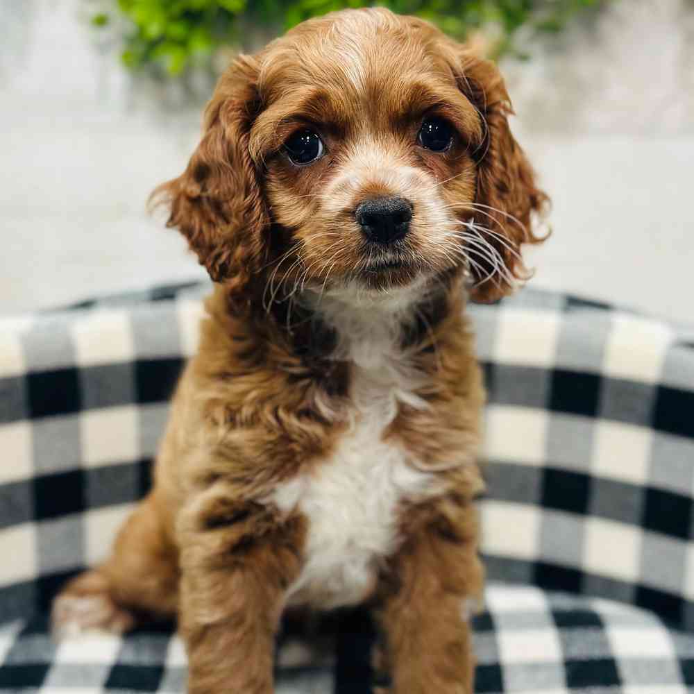 Female Cockapoo Puppies for Sale in Rogers, Arkansas.