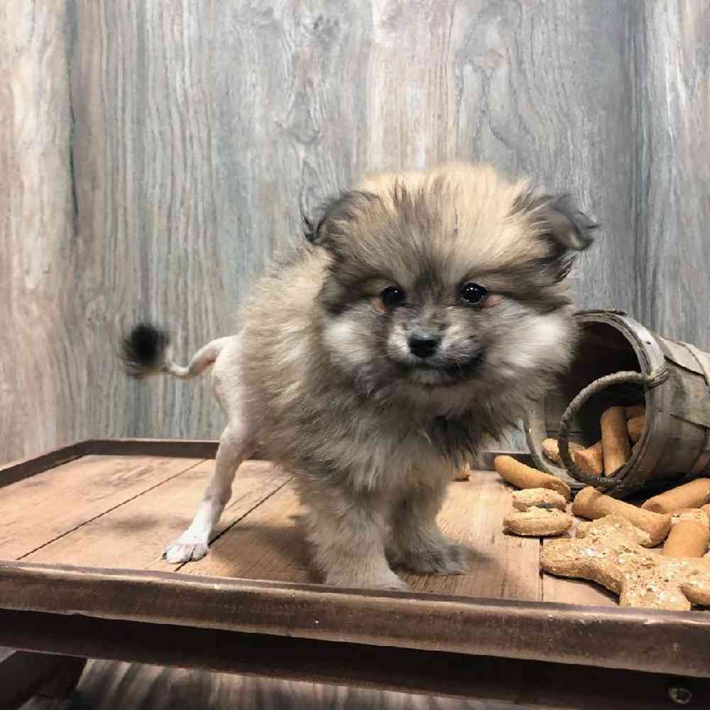 Information on Toi Leo Puppies for Sale in Rogers, Arkansas