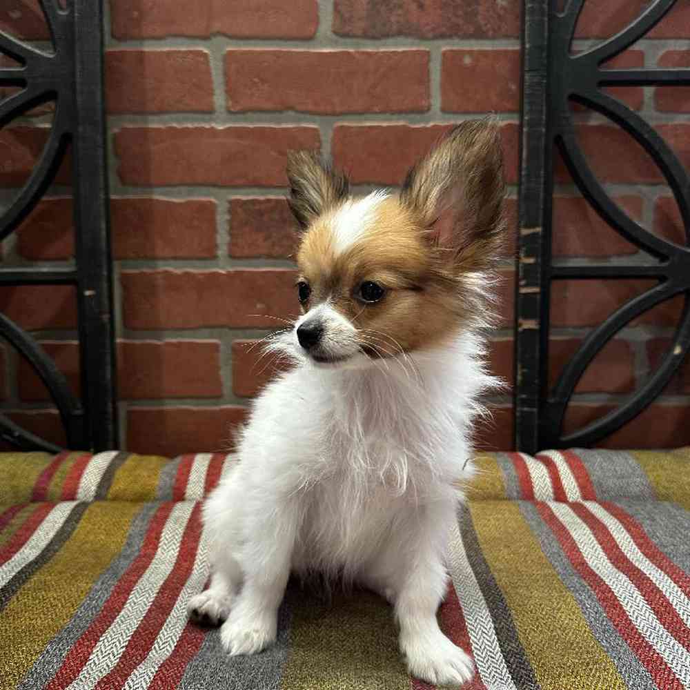 Female Papillon Puppies for Sale in Rogers, Arkansas.
