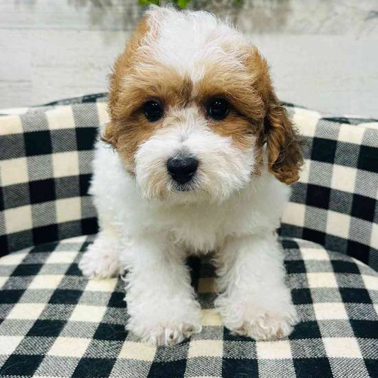 Available Puppies For Sale at Petland Rogers