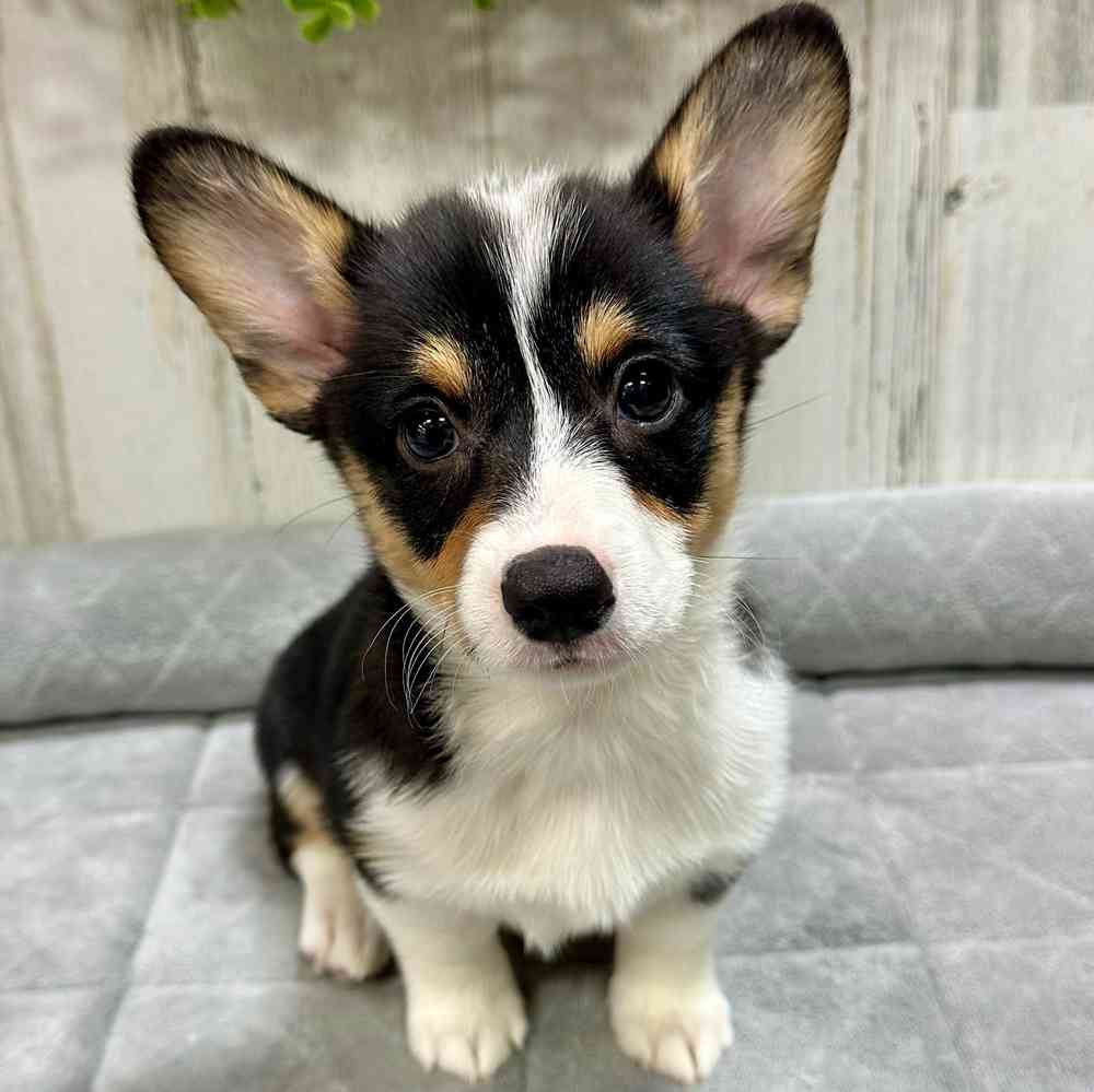 Information on Mini Poodle-Pembroke Welsh Corgi Puppies for Sale in ...