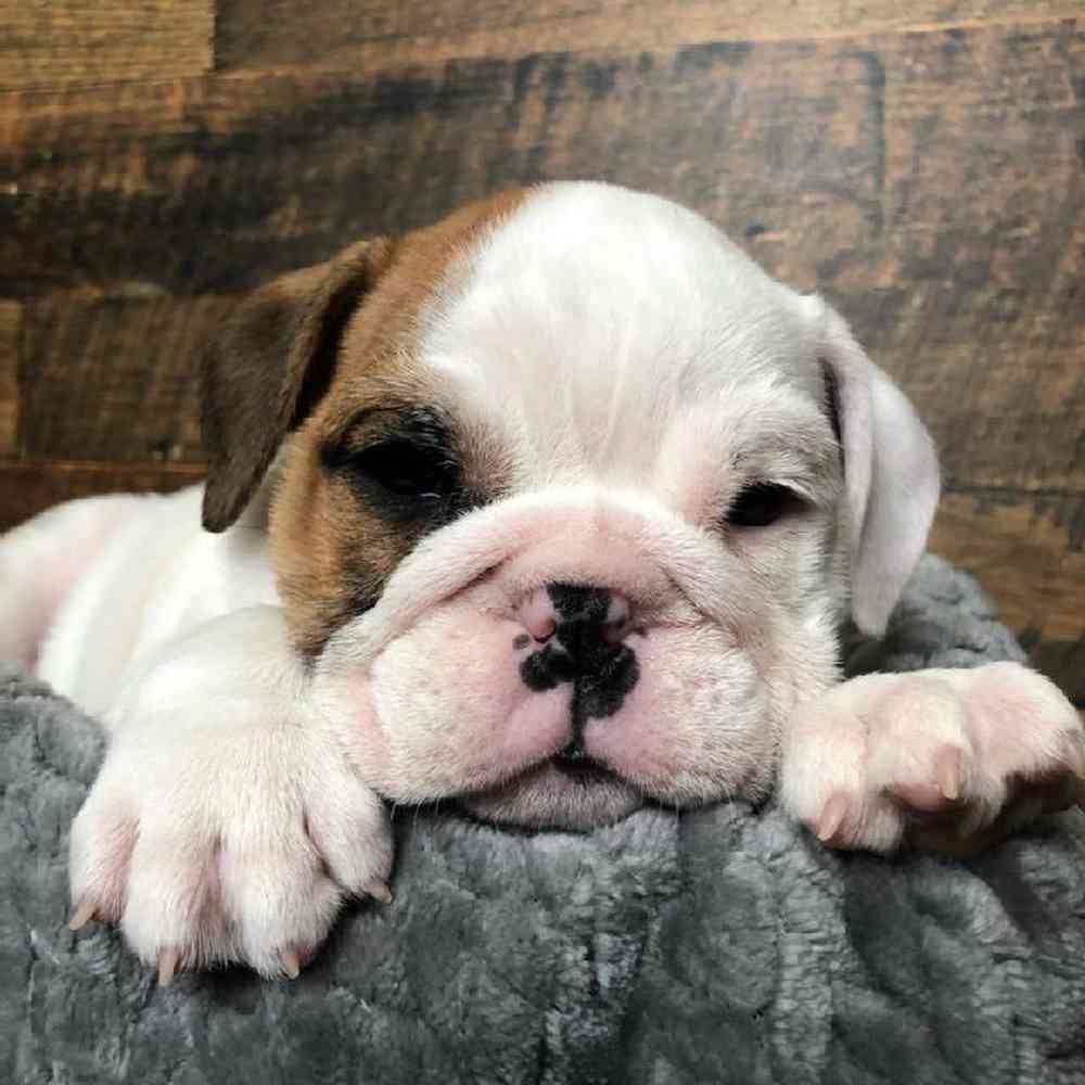 Male English Bulldog Puppies for Sale in Rogers, Arkansas.