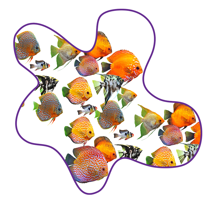 Variety of Fish Breeds - Petland Rogers